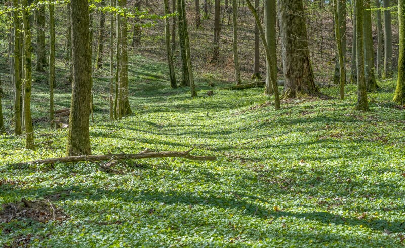 Forest at spring time stock photo. Image of landscape - 191312468