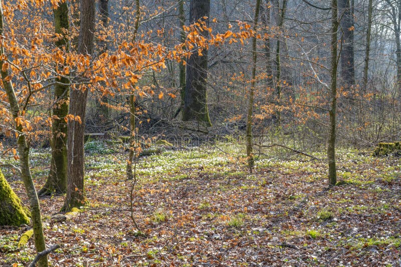 Forest at spring time stock image. Image of mystic, time - 191313239