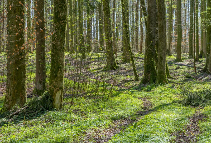 Forest at spring time stock image. Image of outdoor - 191313801