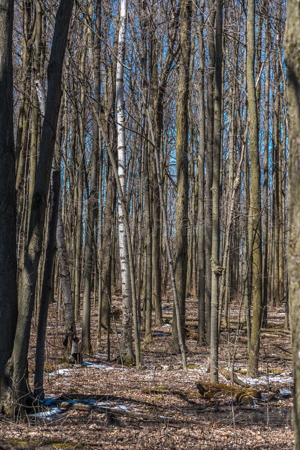 Forest in spring time stock photo. Image of tree, path - 178102138