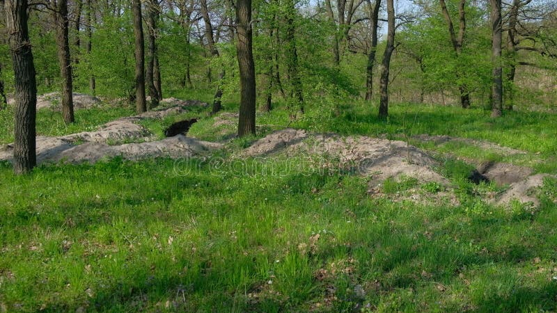 Forest Spring Trenches Trenches Visible Grass Ground Trees Stock Video ...