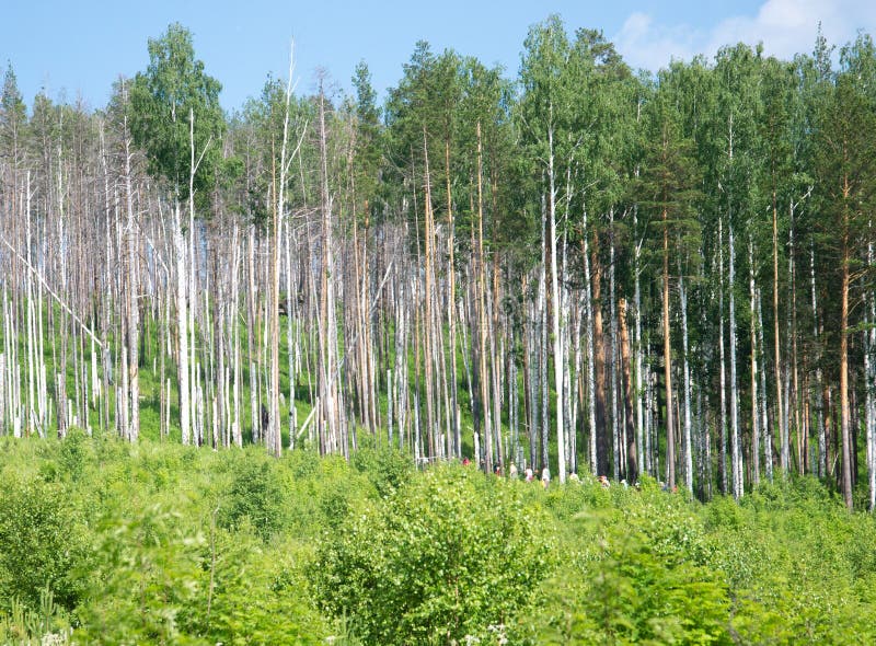 Forest in Spring. Walking Path in the Mixed Forest Stock Photo - Image ...