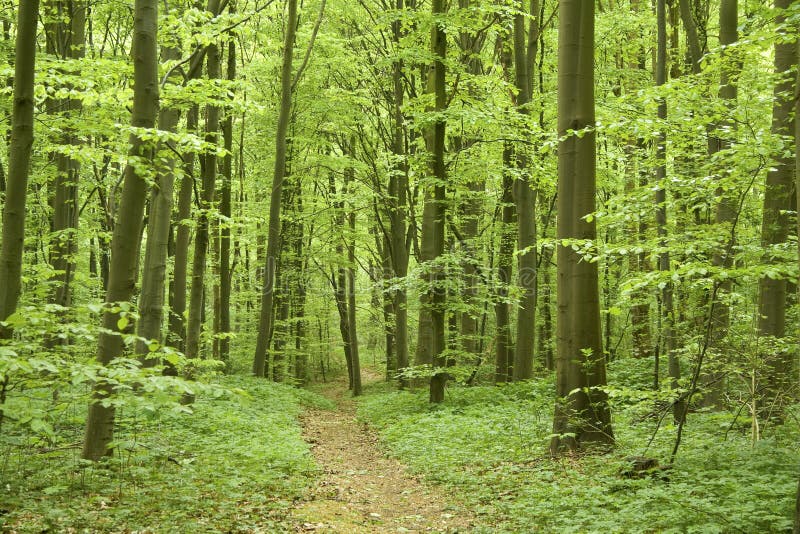 Beech Forest during Springtime Stock Image - Image of trail, plant: 5073591