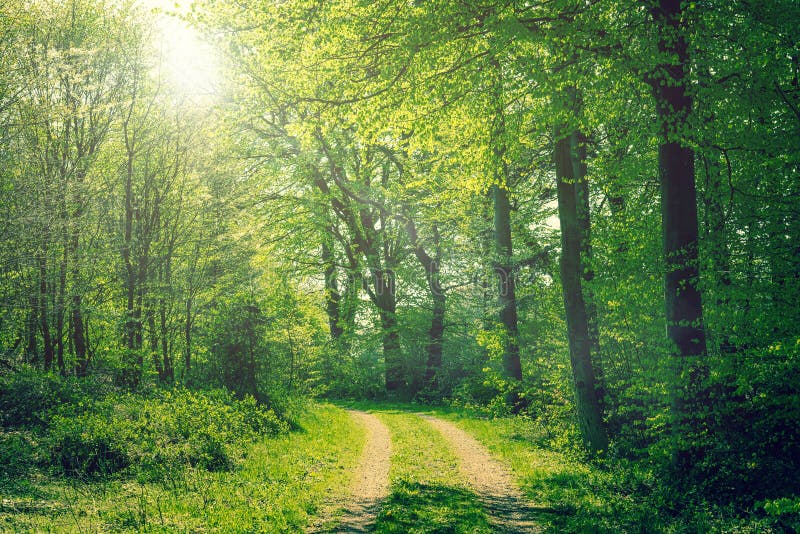 Forest in the springtime stock image. Image of green - 53977435