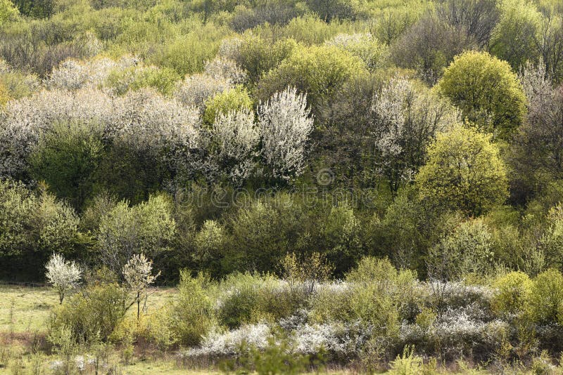 Forest in Springtime. Forest Background, Flowering Trees, Spring Stock ...