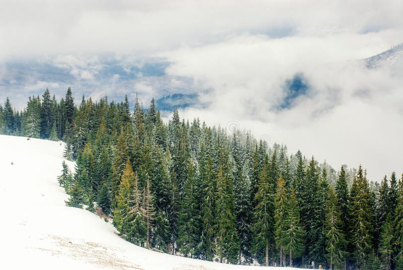 Forest from Spruce in Fog and Snow Stock Image - Image of hill, holiday ...