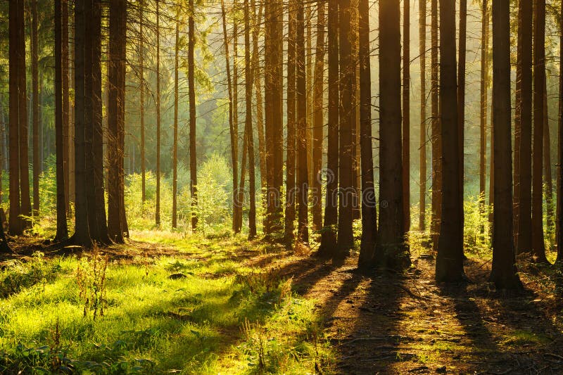 Forest of Spruce Trees at Sunset Stock Image - Image of coniferous ...