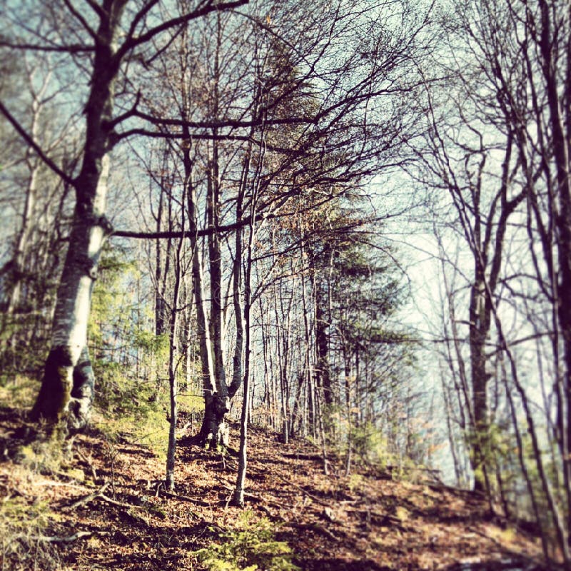 Forest stock image. Image of green, forest, square, trees - 45601857