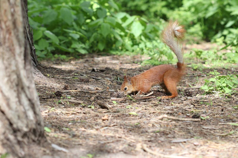 Forest Squirrel Hides a Nut. Stock Image - Image of squirrel, brown ...