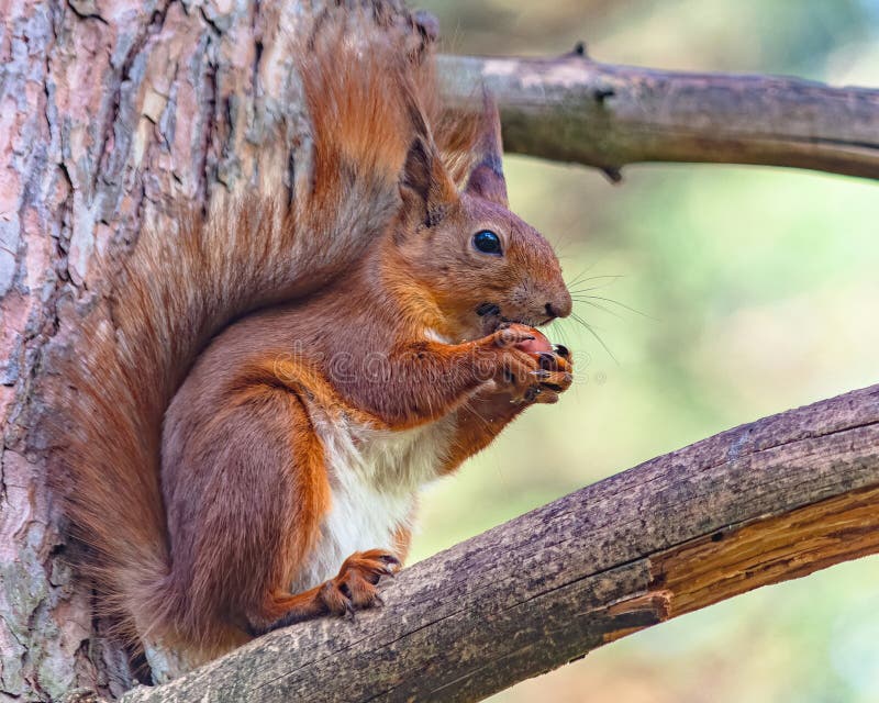 Moments in the Life of a Forest Squirrel Stock Image - Image of zoology ...