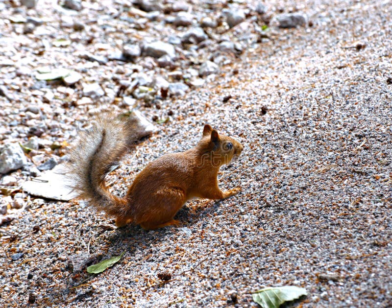 Forest squirrel stock image. Image of wild, paws, nature - 64045635