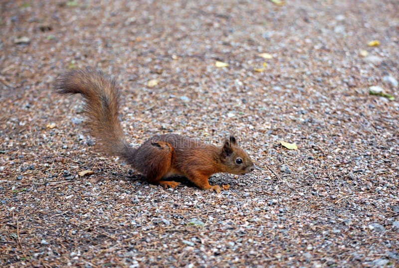A forest squirrel stock photo. Image of forest, eyes - 64345834