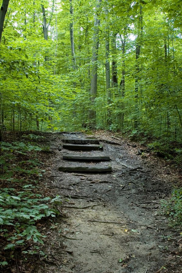 Forest Stairs stock photo. Image of stairs, trail, nature - 1026606