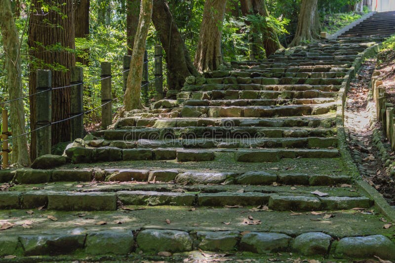 Forest Stairs stock photo. Image of growth, forest, plant - 44044826
