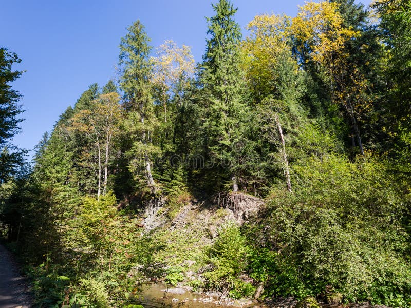 Forest on Mountain Slope Above Stream at Autumn Sunny Day Stock Photo ...