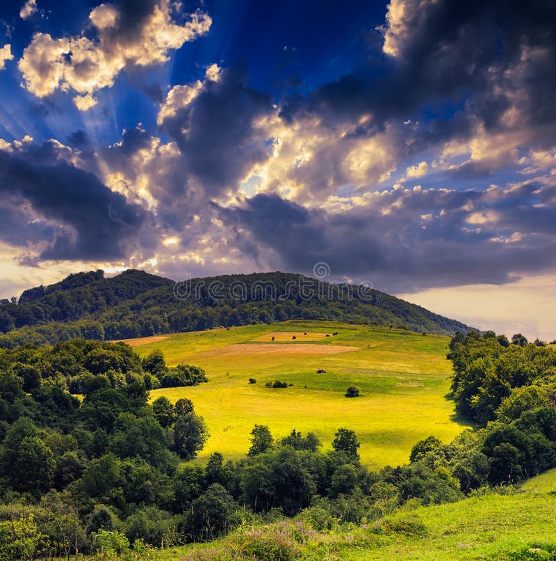 Forest on a Steep Mountain Slope Stock Image - Image of outdoor, light ...