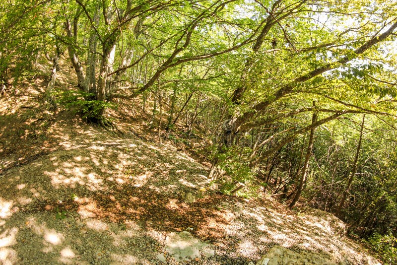 Forest on a steep slope stock image. Image of path, asphalt - 220190497