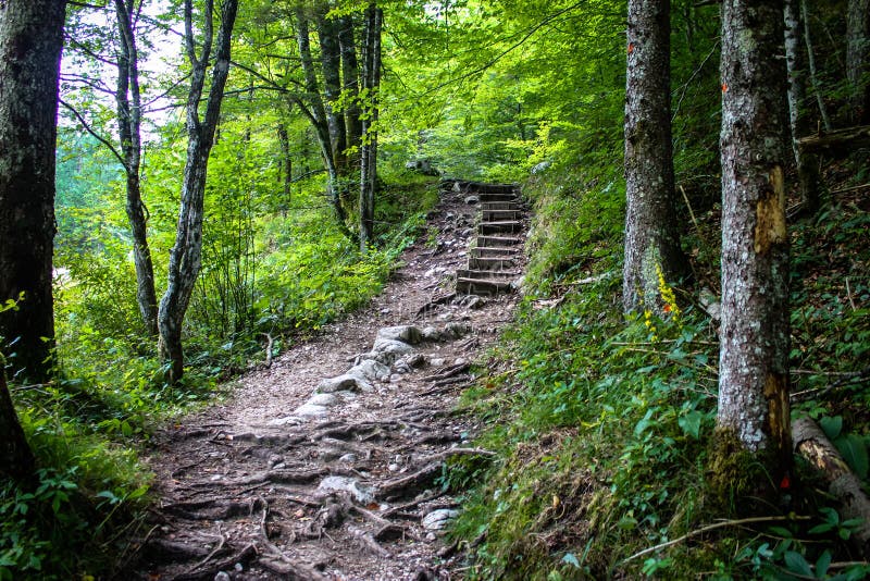 Forest step stairs stock photo. Image of beautiful, scenic - 141678386