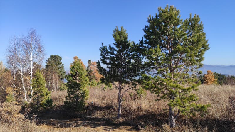 Forest Steppe with Different Trees Stock Image - Image of autumn, trees ...