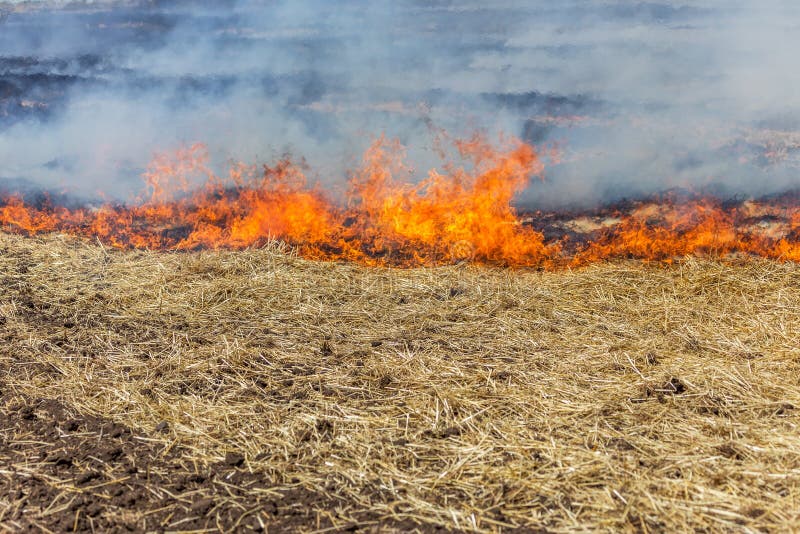 Forest and Steppe Fires Dry Completely Destroy the Fields and Steppes ...