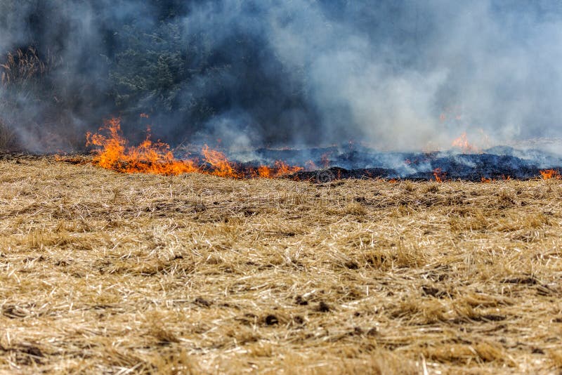 Forest and Steppe Fires Dry Completely Destroy the Fields and Steppes ...