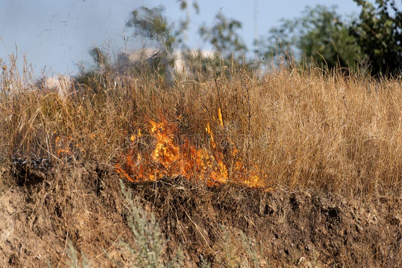 Forest and Steppe Fires Dry Completely Destroy the Fields and Steppes ...