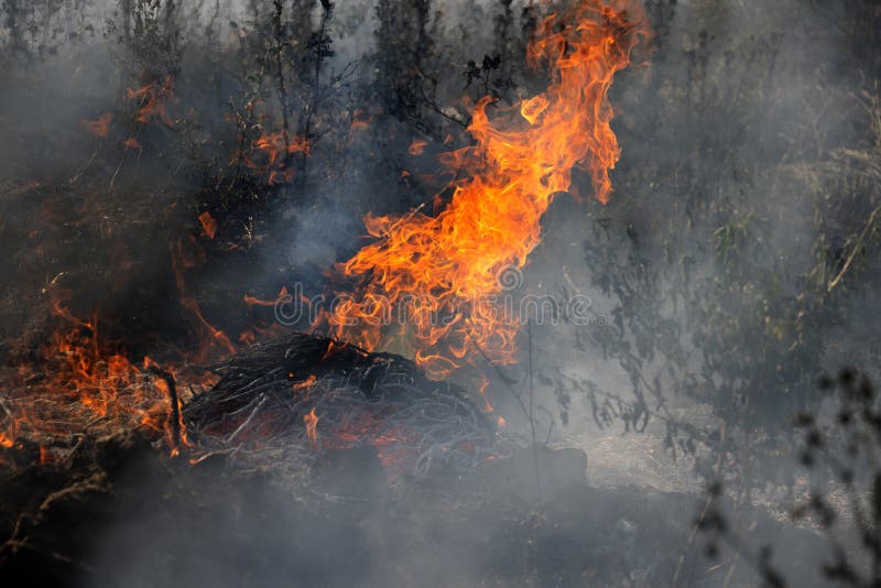 Forest and Steppe Fires Dry Completely Destroy the Fields and Steppes ...