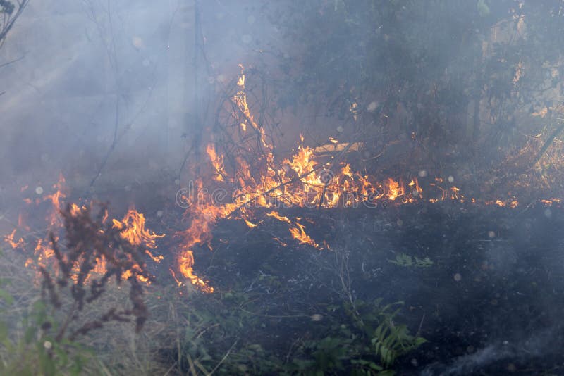 Forest and Steppe Fires Dry Completely Destroy the Fields and Steppes ...