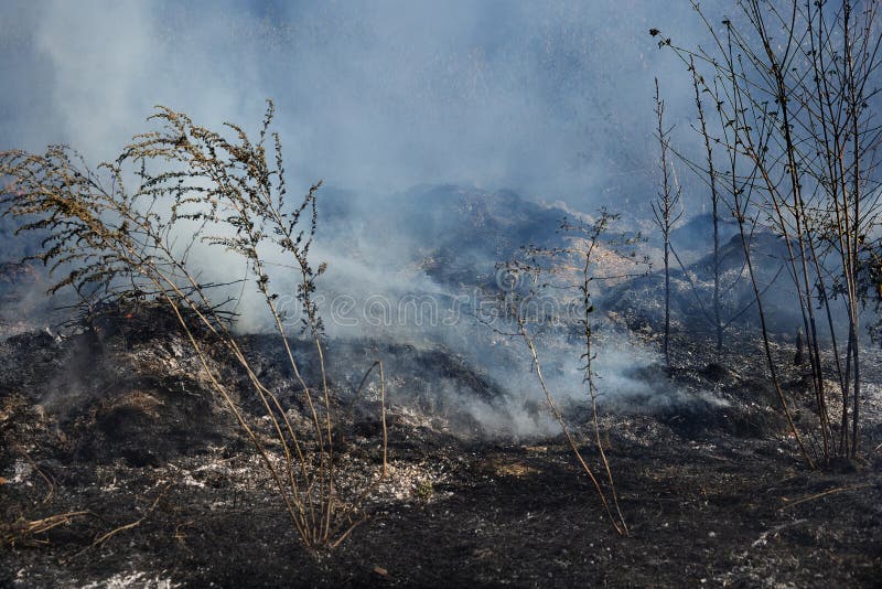Forest and Steppe Fires Dry Completely Destroy the Fields and Steppes ...