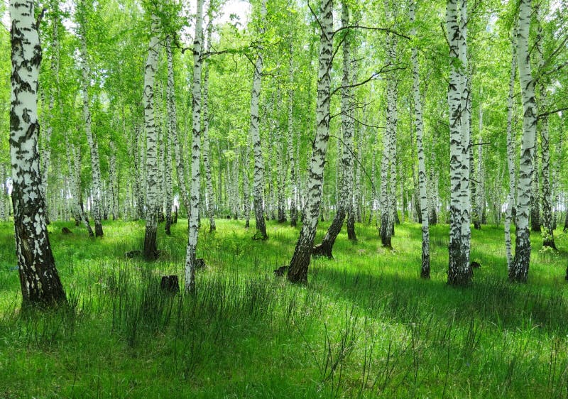 Forest-steppes in the Summer Stock Image - Image of foreststeppes ...