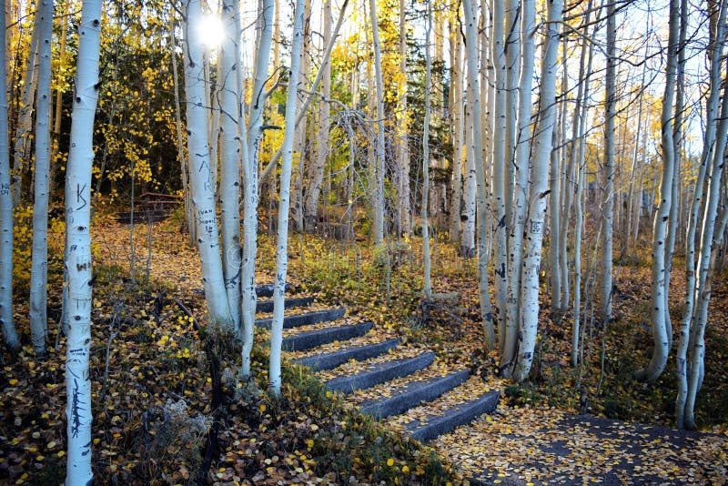 Forest Steps with Falling Leaves Stock Image - Image of scenic, lush ...
