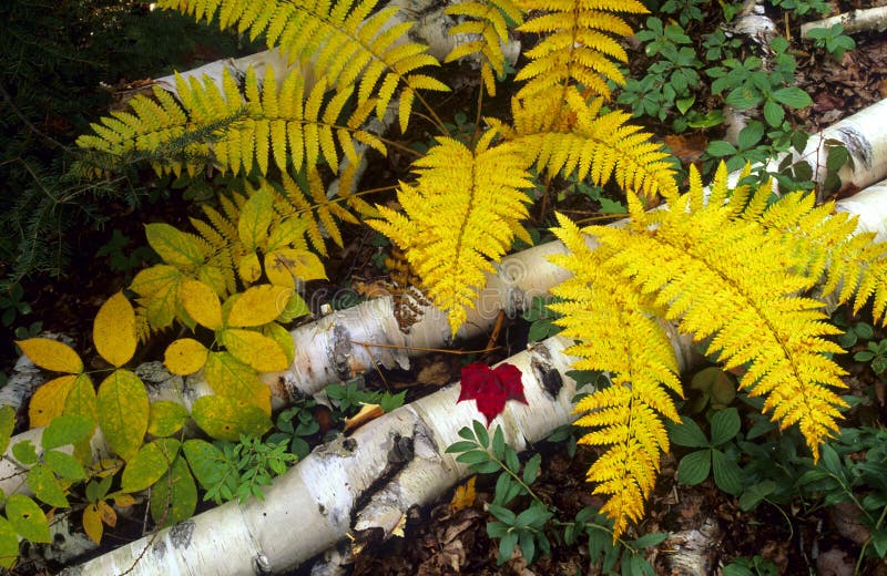 Forest still life stock photo. Image of birch, trees, autumn - 5249790