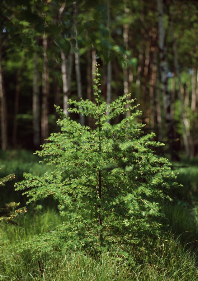 Forest Still Life in Summer Stock Image - Image of tree, romance: 14249519
