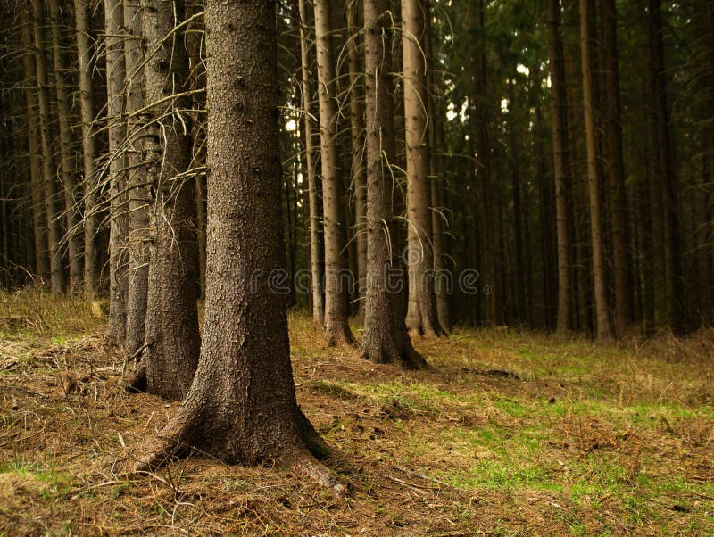 Forest still life stock photo. Image of morning, pine - 30674402
