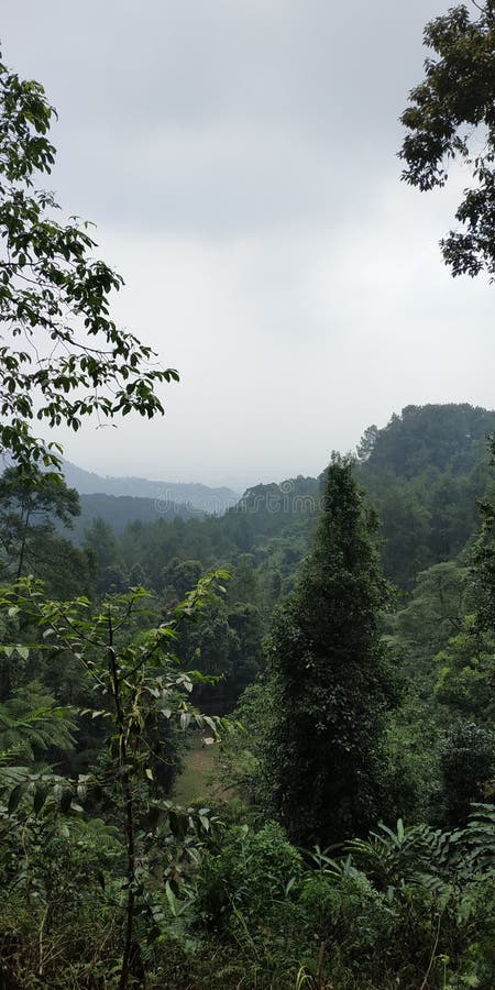 The Forest is Still Very Beautiful in Mount Bunder Bogor, Indonesia ...
