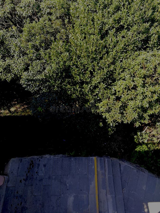 Forest and stone path stock image. Image of forest, looking - 128500545