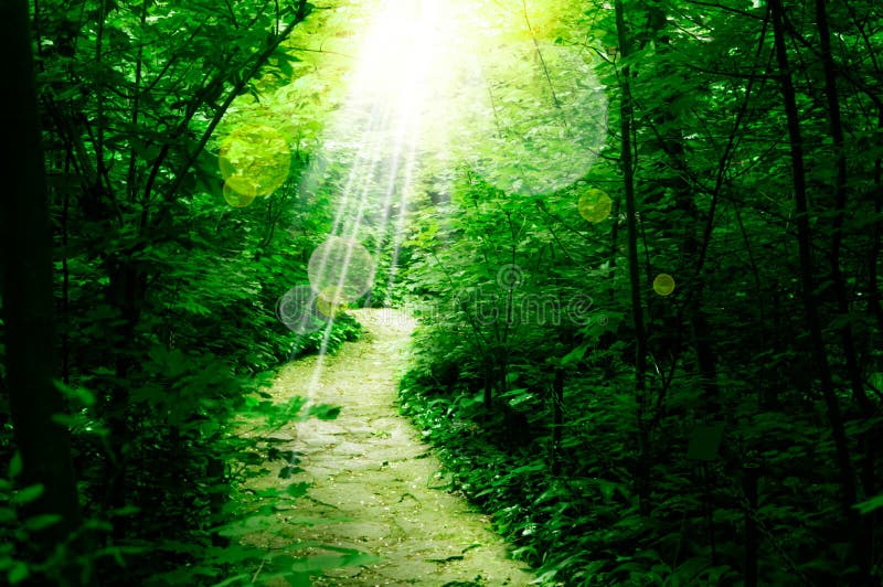 Forest stone path stock photo. Image of adventure, beauty - 147771994