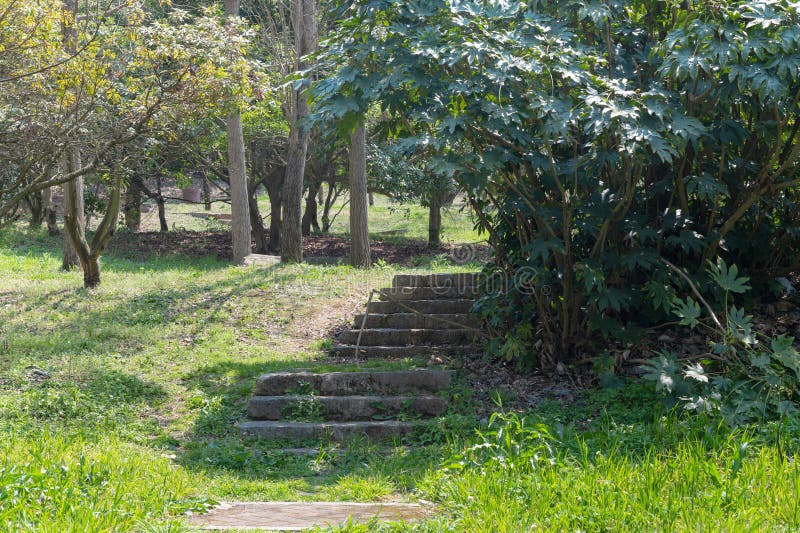 Stone stairs in spring stock image. Image of morning - 311783213
