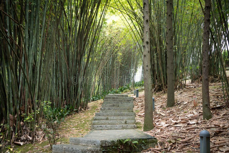 Forest stone step path stock image. Image of garden - 299967119