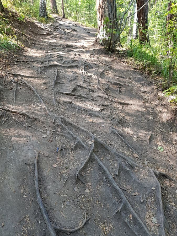 Forest Rocky Road among the Trees Stock Photo - Image of granite, beach ...