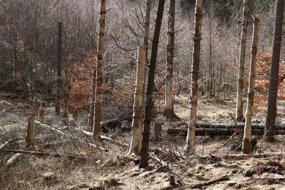 Forest storm stock photo. Image of trunk, scandinavian - 5234308
