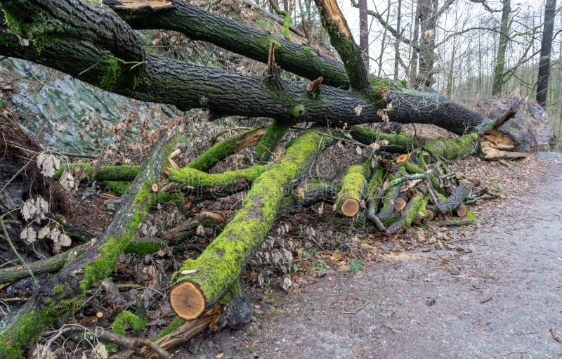 Forest after a Storm - Fallen Trees - Windfall Stock Image - Image of ...
