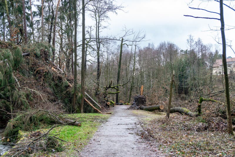Way in the Forest after a Storm - Fallen Trees - Windfall Stock Image ...