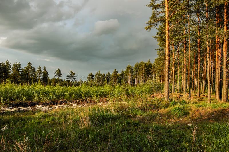 Forest after a storm. stock image. Image of birch, pine - 76626797