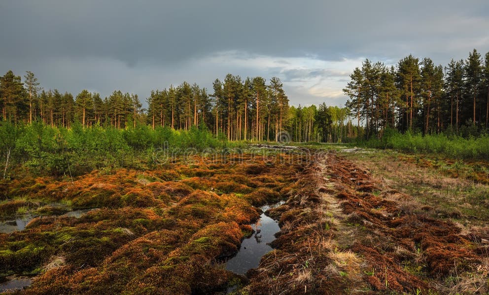 Forest after a storm. stock image. Image of branches - 76626799