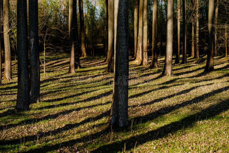 Forest with Straight Trees and Shadows – Abstract Nature Landscape ...