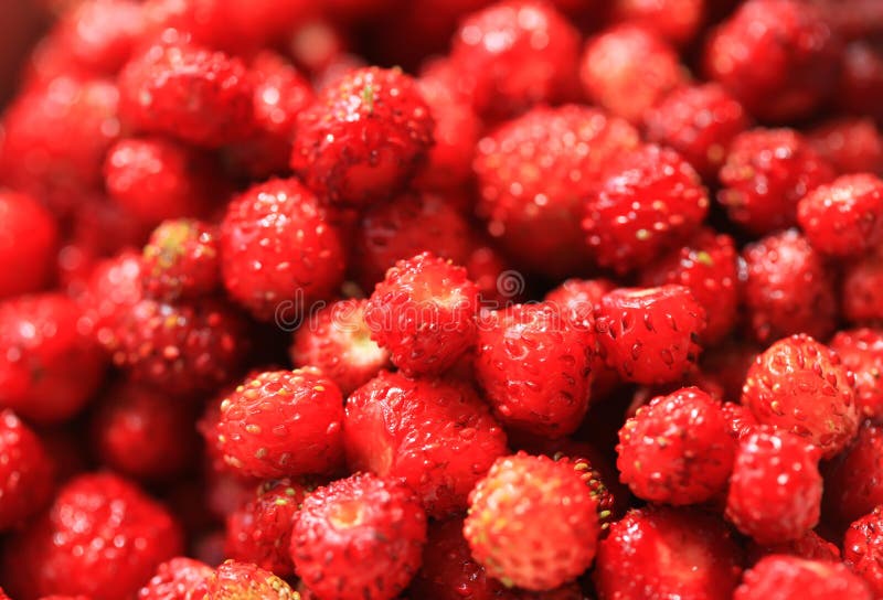 Forest strawberry closeup stock photo. Image of freshness - 59594824