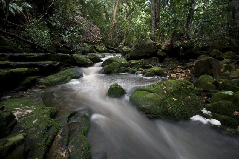 Forest Stream 1 stock image. Image of moss, river, green - 6266579