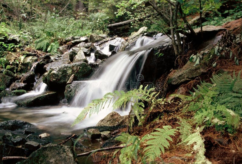 Forest stream stock photo. Image of balance, motion, cascade - 11401508
