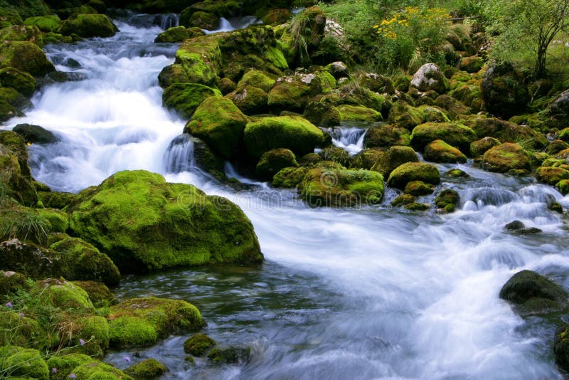 Forest Stream stock photo. Image of purity, pure, mountain - 1175274